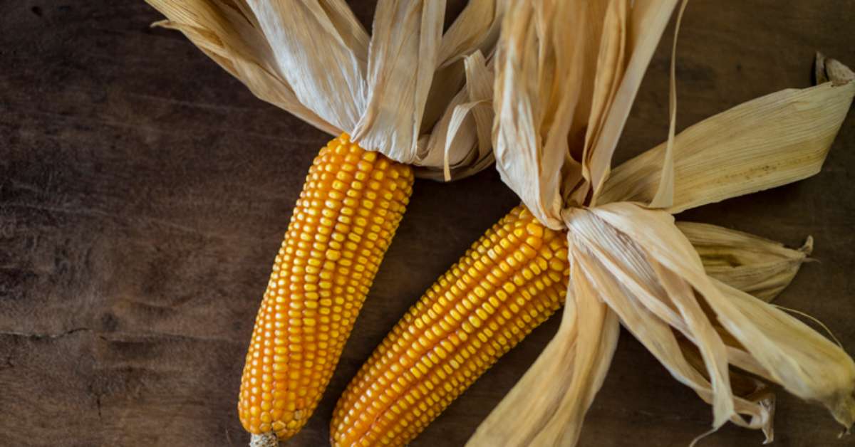 Mês do milho: saiba como são feitas suas farinhas e receitas