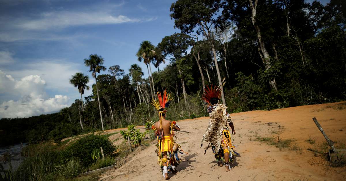 Terra indígena no Pará é invadida por madeireiros