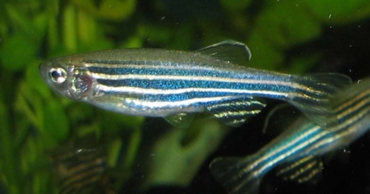 Simpósio reúne centros que desenvolvem estudos com o Zebrafish