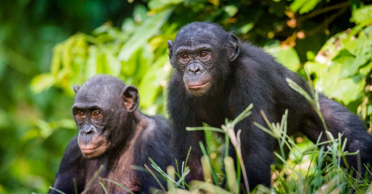 A espécie de macaco em que as mães controlam a vida sexual dos filhos ...