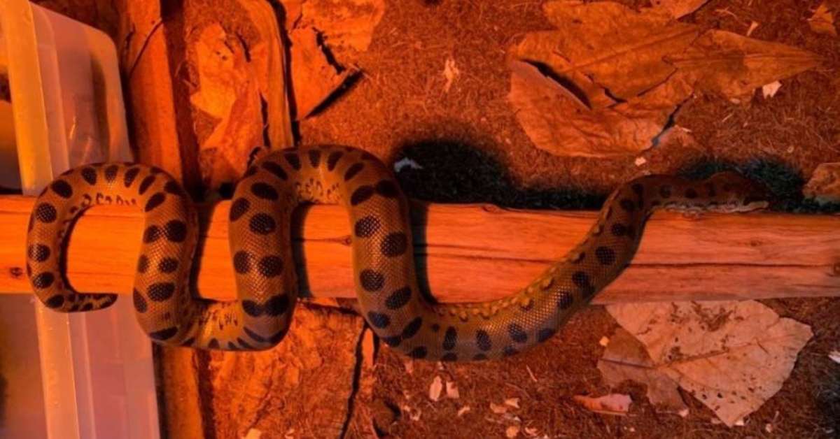 Cobra sucuri engravida de si mesma e dá à luz filhotes saudáveis