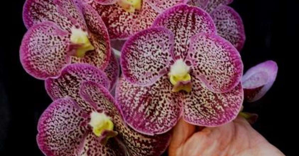 Orquídea Vanda: Veja como Cultivar e +41 Arranjos Inspiradores