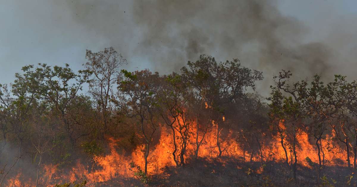 Estudo do MPF mostra queimadas em 1/3 das áreas de desmatamento ilegal ...
