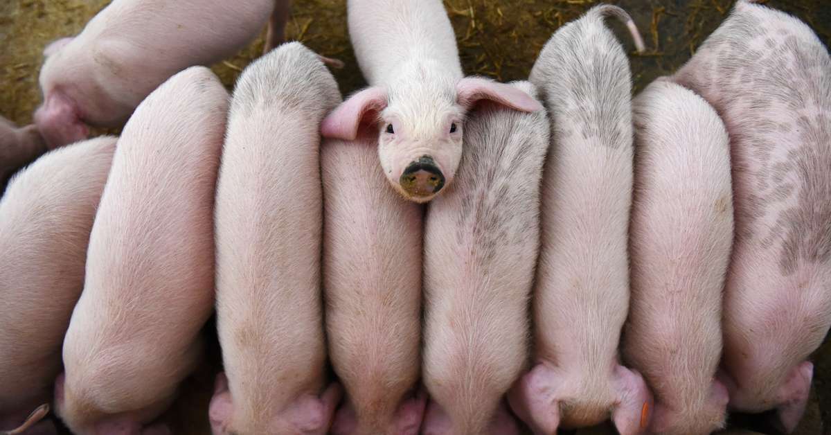 Estoques de porcas reprodutoras na China aumentam pela primeira vez em ...