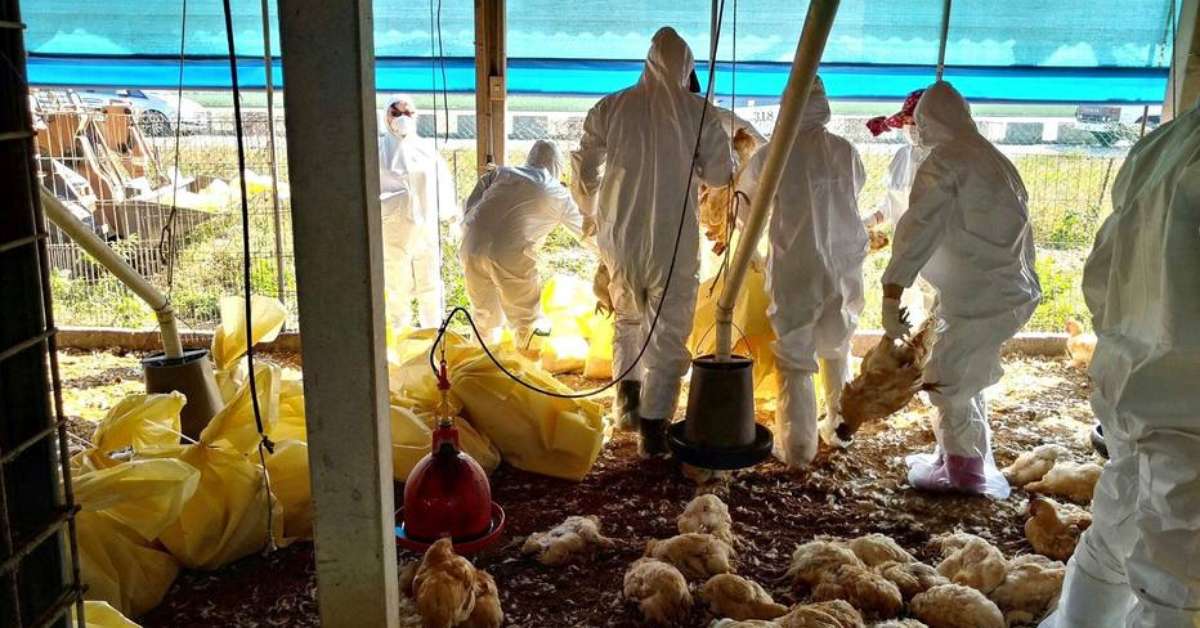 China registra surto de gripe aviária em meio ao coronavírus