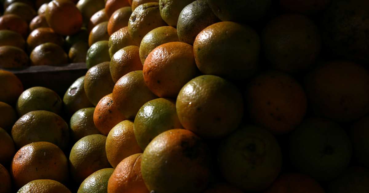 ENTREVISTA-Covid-19 pressiona setor de laranja do Brasil em ano de ...