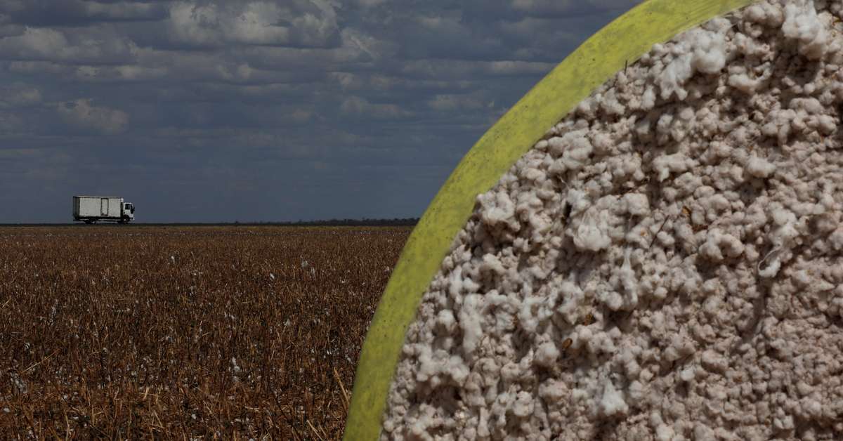 Exportação De Algodão Do Brasil Sofre Ao Fim De 19 20 Mas Anea Vê