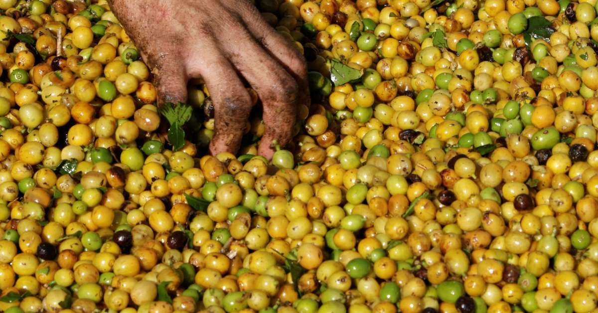 Colheita de café da Cooxupé avança para 94,78% da área