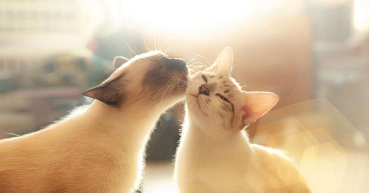 Gatos na espiritualidade: limpeza e proteção astral