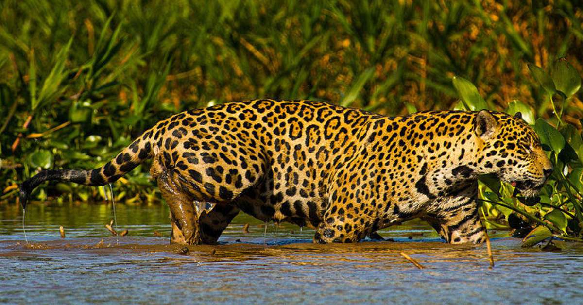 Preservação da onça-pintada exige medidas de proteção