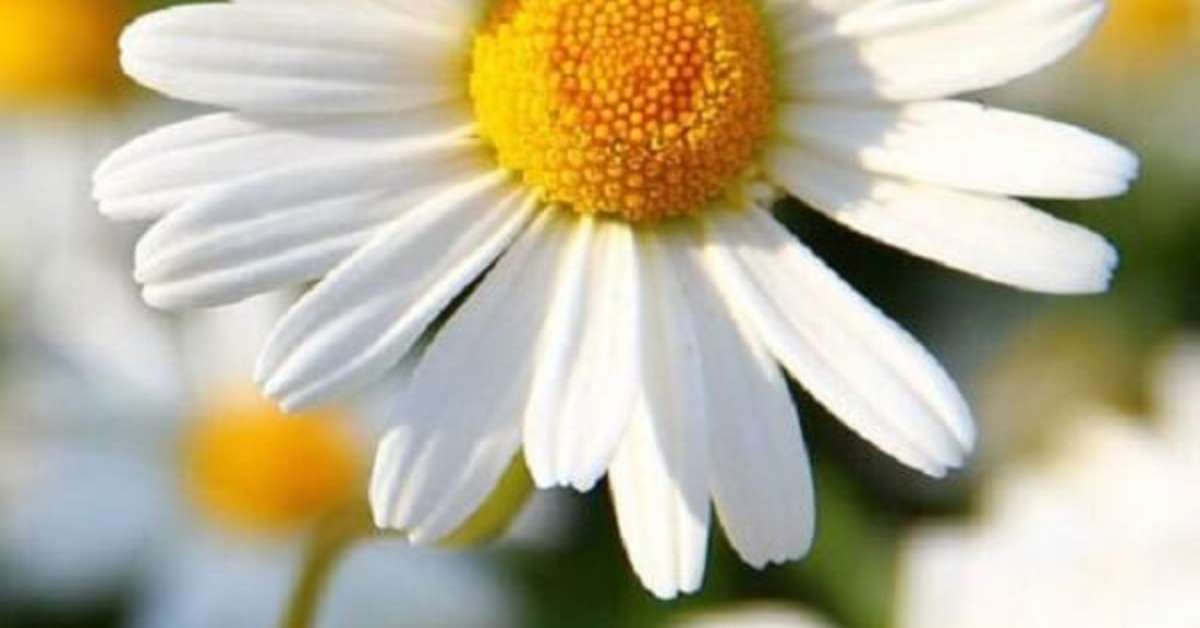 Margarida: Origem, Significado e Dicas de Como Cultivar em Casa