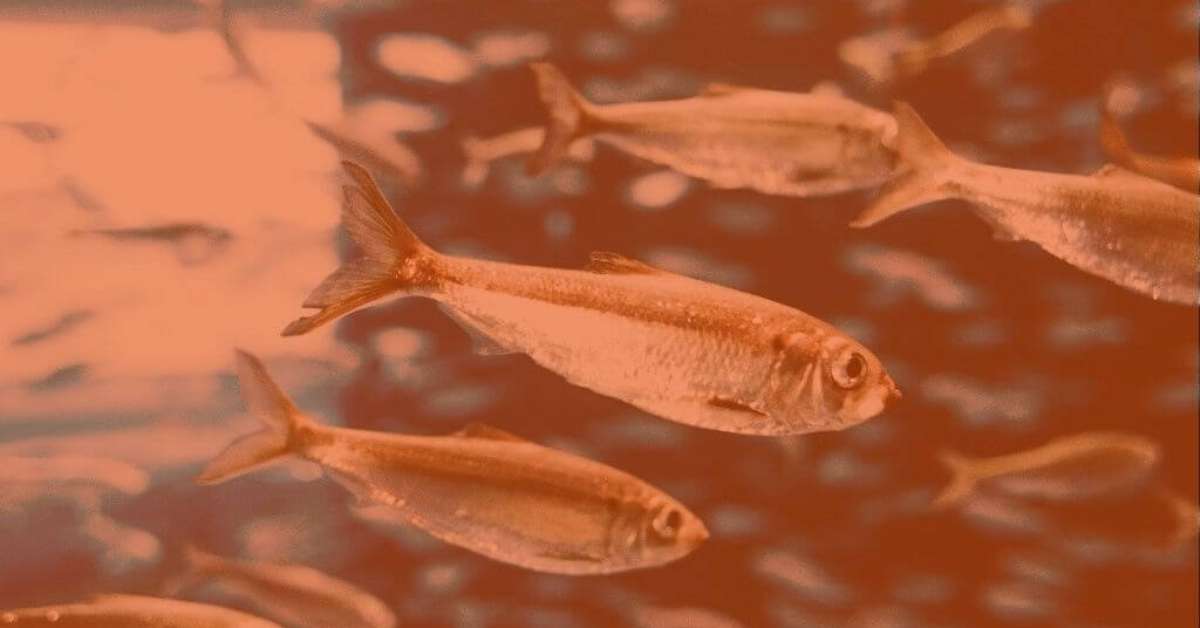 Como todos os signos podem aproveitar o Sol em Peixes