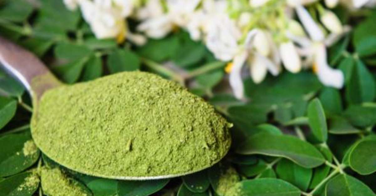 Moringa: Conheça 3 receitas com a planta