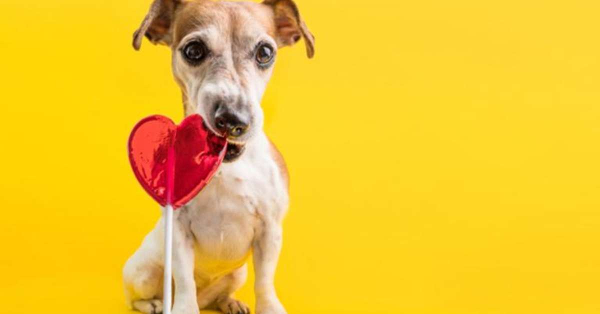 Dia do vira-lata: o meme de cada signo