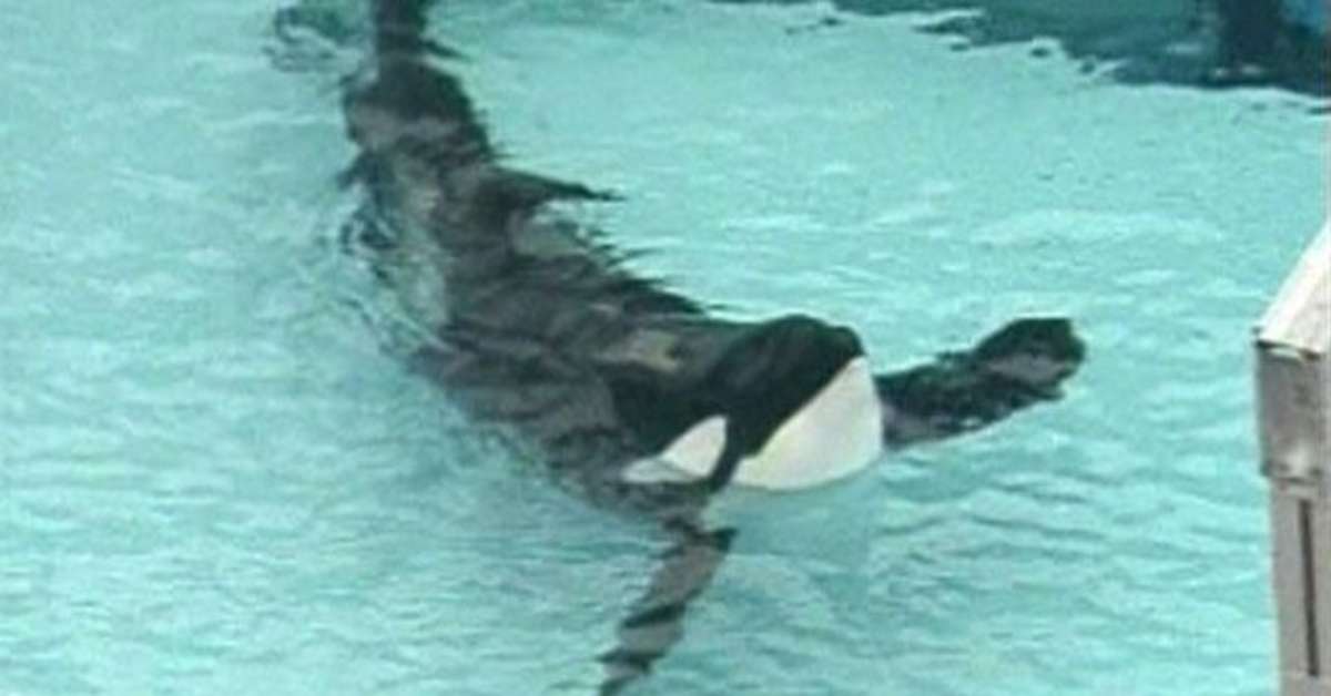 Orca mata treinadora no parque SeaWorld