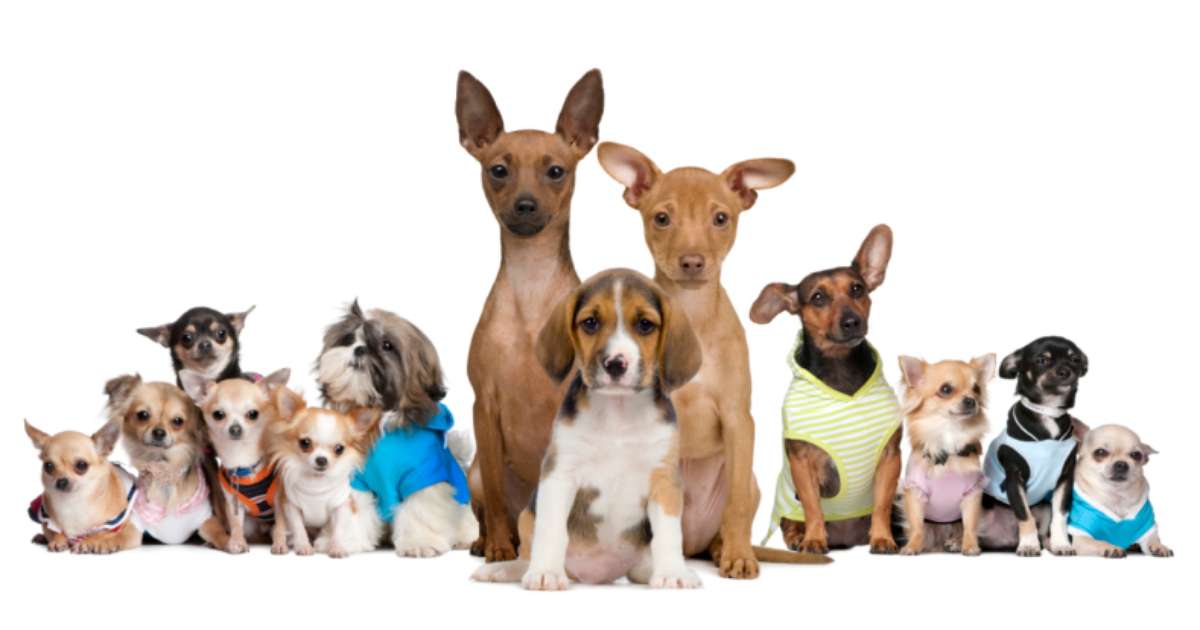 Quanto custa um amigo? Veja as raças de cachorro mais caras do mundo