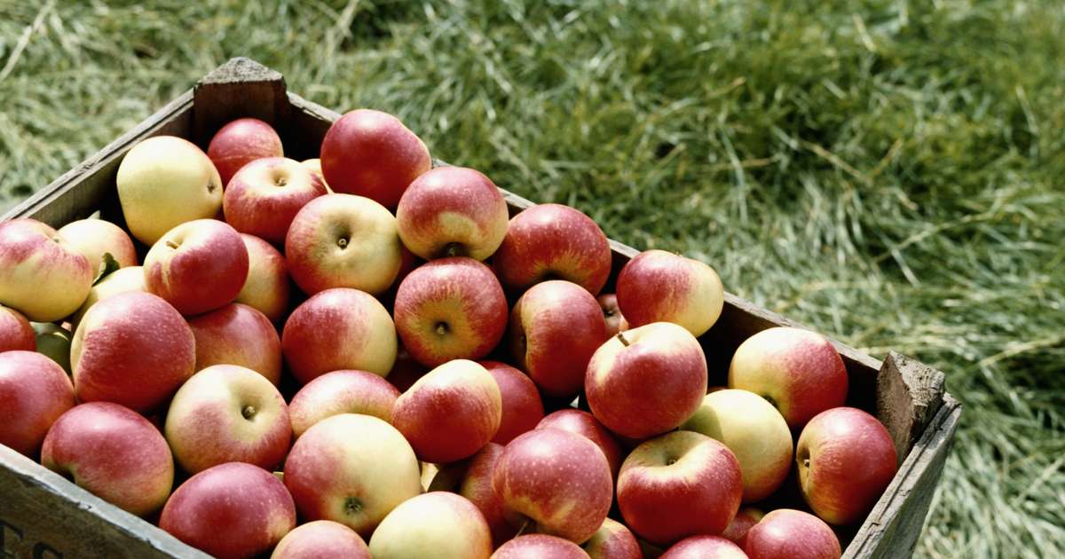 Confira 8 benefícios da maçã para sua saúde