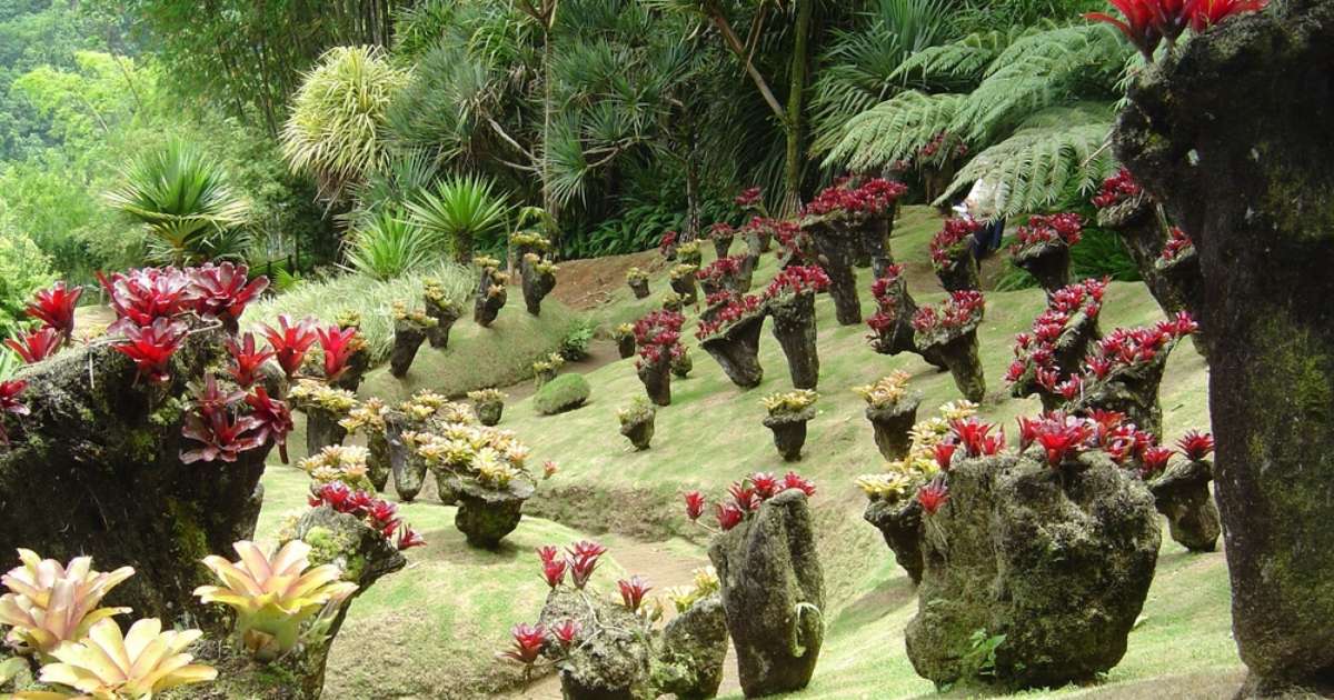 Martinica é o berço das flores tropicais no Caribe
