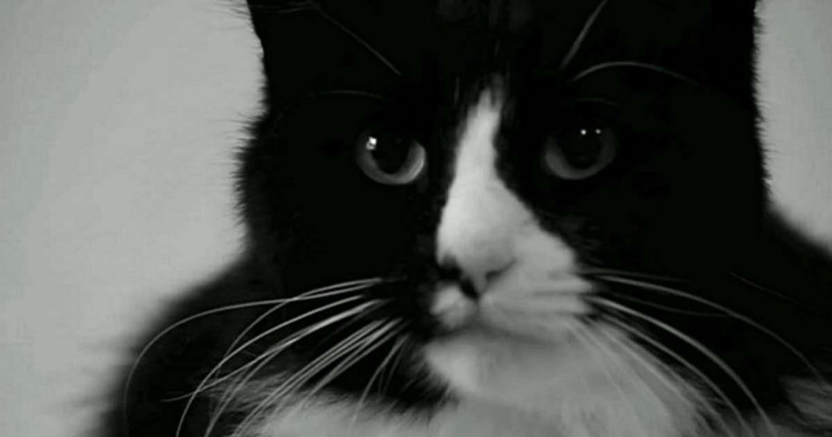 Gato com crise existencial faz sucesso na internet