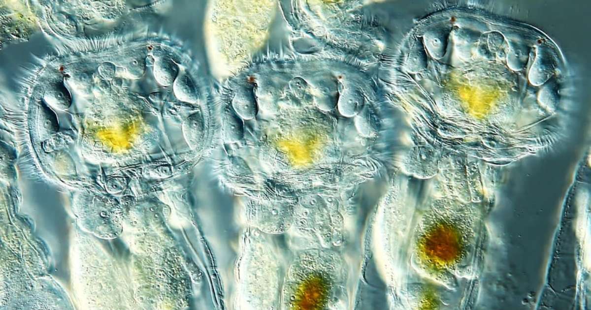 Concurso premia imagens incríveis da vida no microscópio