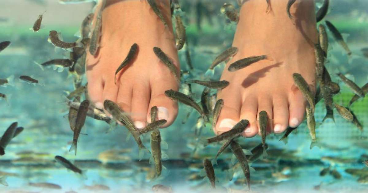 Febre na Ásia, peixe-pedicure deixa pés macios e sem cutícula