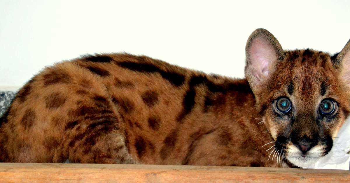 Filhote de puma órfão é criado em centro de animais da Unesp