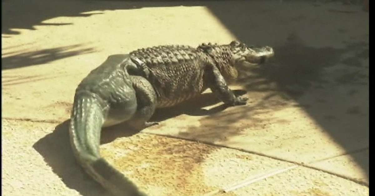 Jacaré sem cauda ganha prótese de borracha