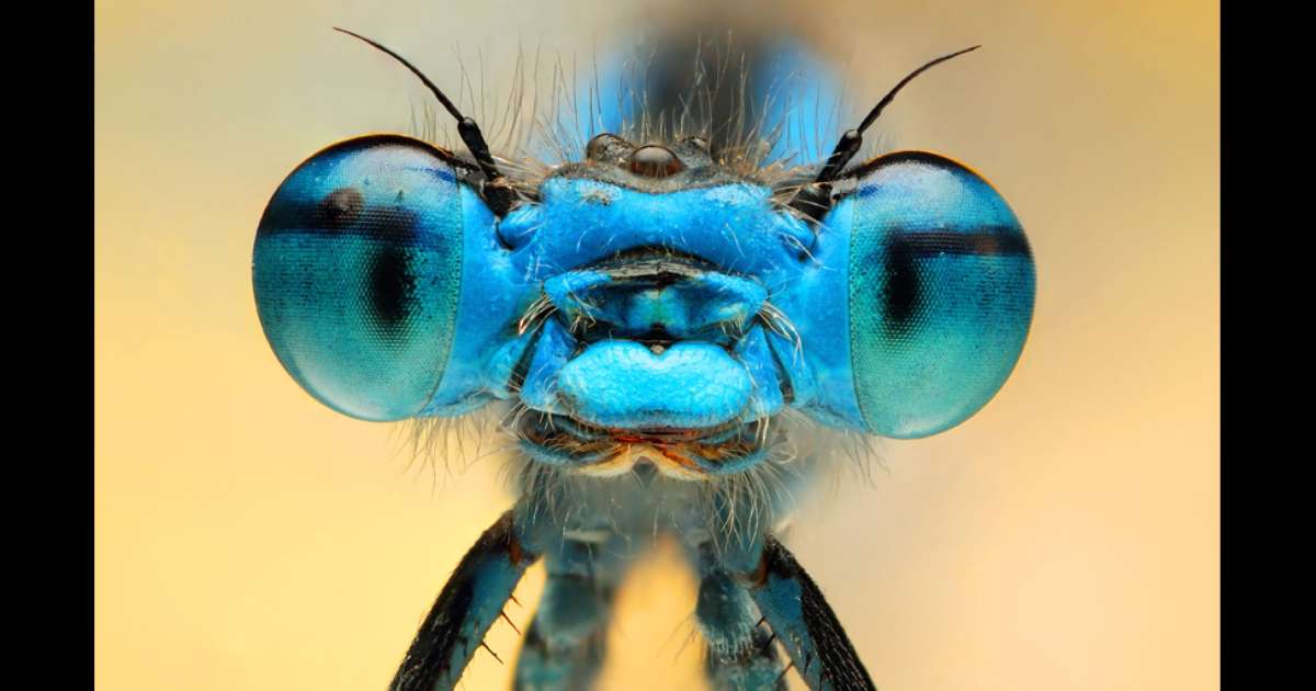 Fotógrafo revela formas e cores de insetos em imagens ampliadas