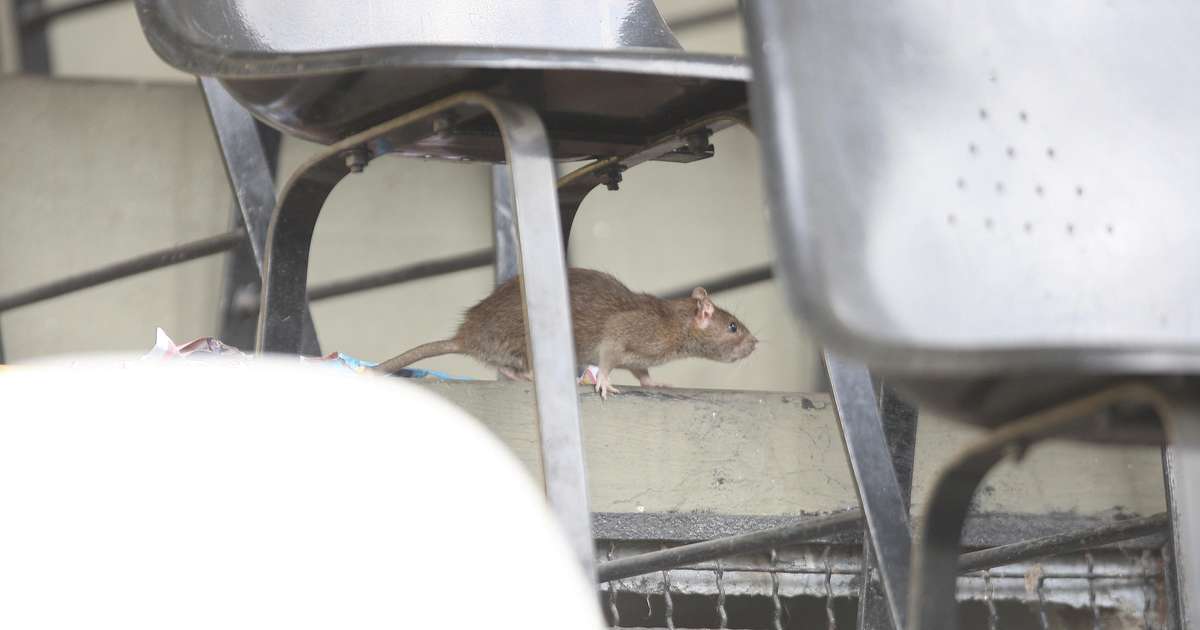 Vasco combate invasão de ratos a São Januário; veja