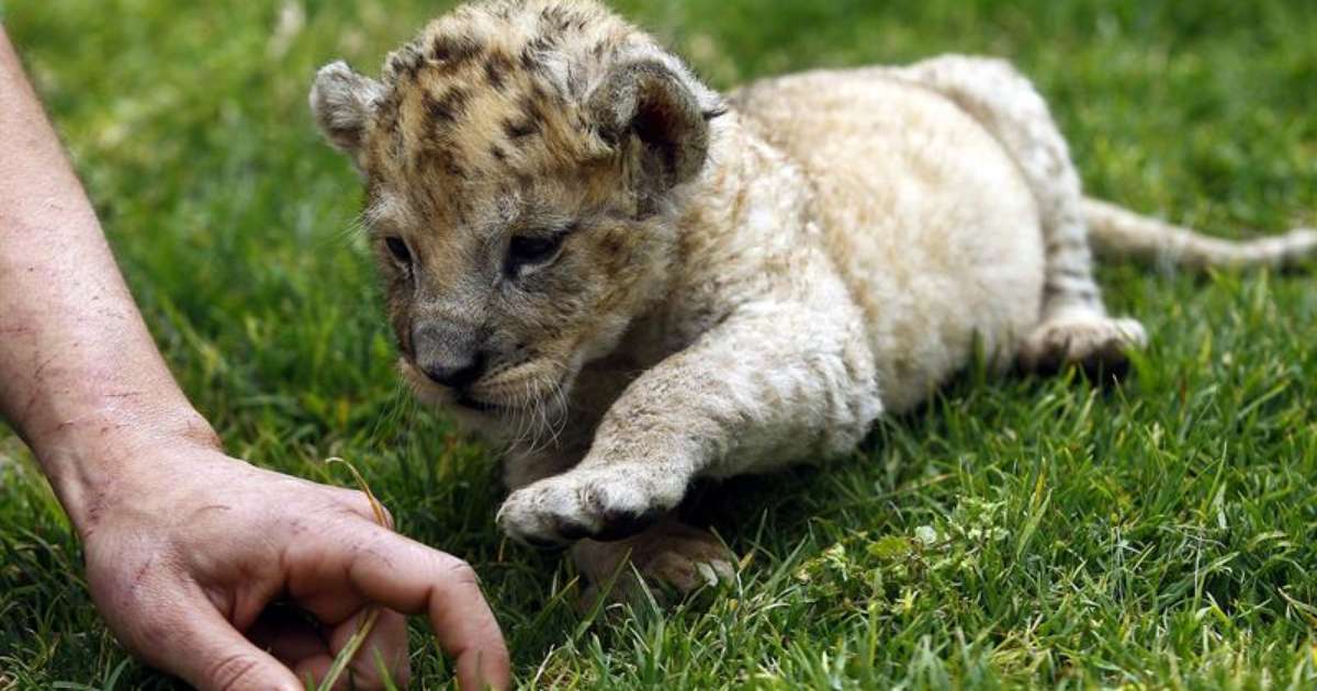 Zoológico apresenta filhotes de felinos na Grécia