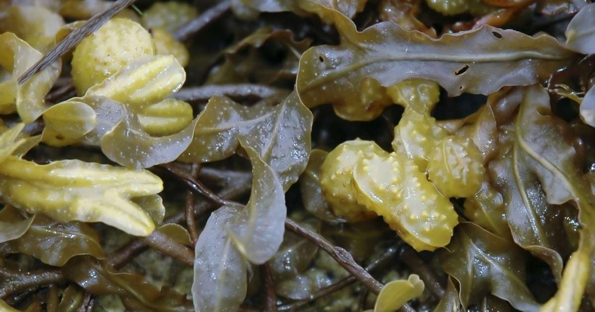 Conheça os tipos de algas que ajudam a emagrecer