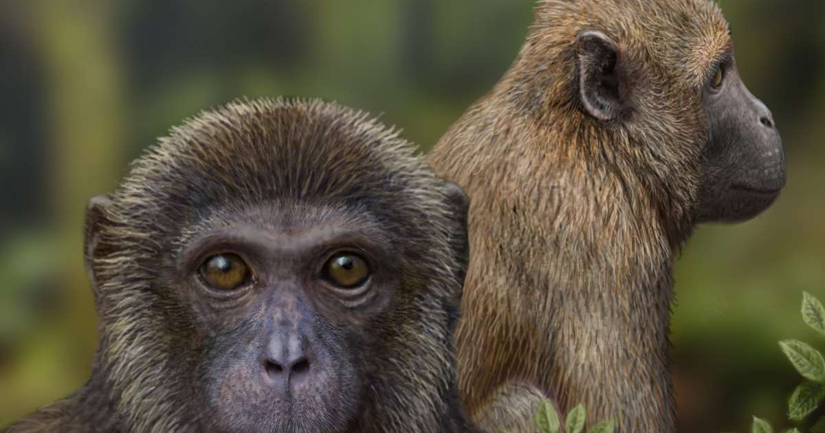 Molar de 25 milhões de anos indica conexão entre macacos e símios