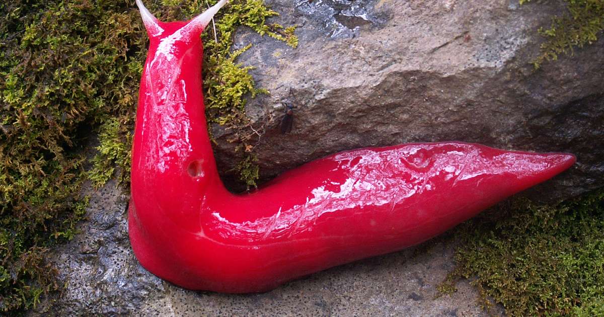 Lesma rosa fluorescente é descoberta em monte australiano