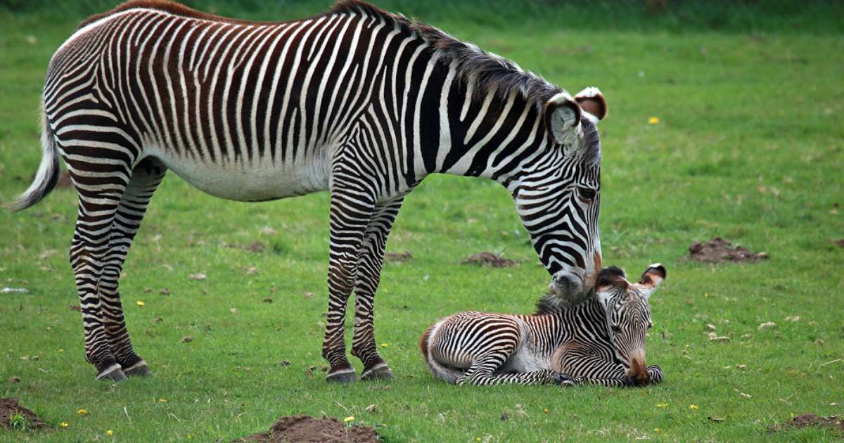 Estudo: listras são mecanismo de defesa das zebras frente a predadores