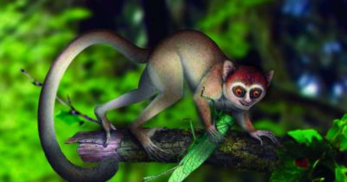 Cientistas afirmam ter descoberto o mais antigo esqueleto de primata