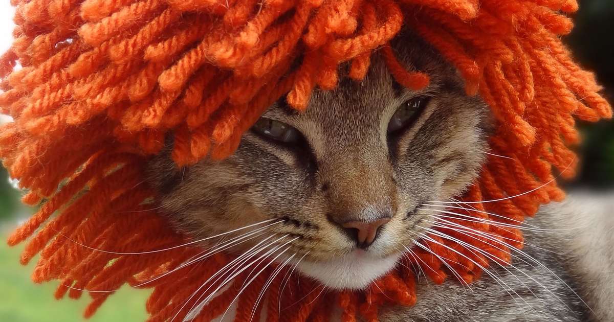Veja modelos de chapéus de lã feito para gatos