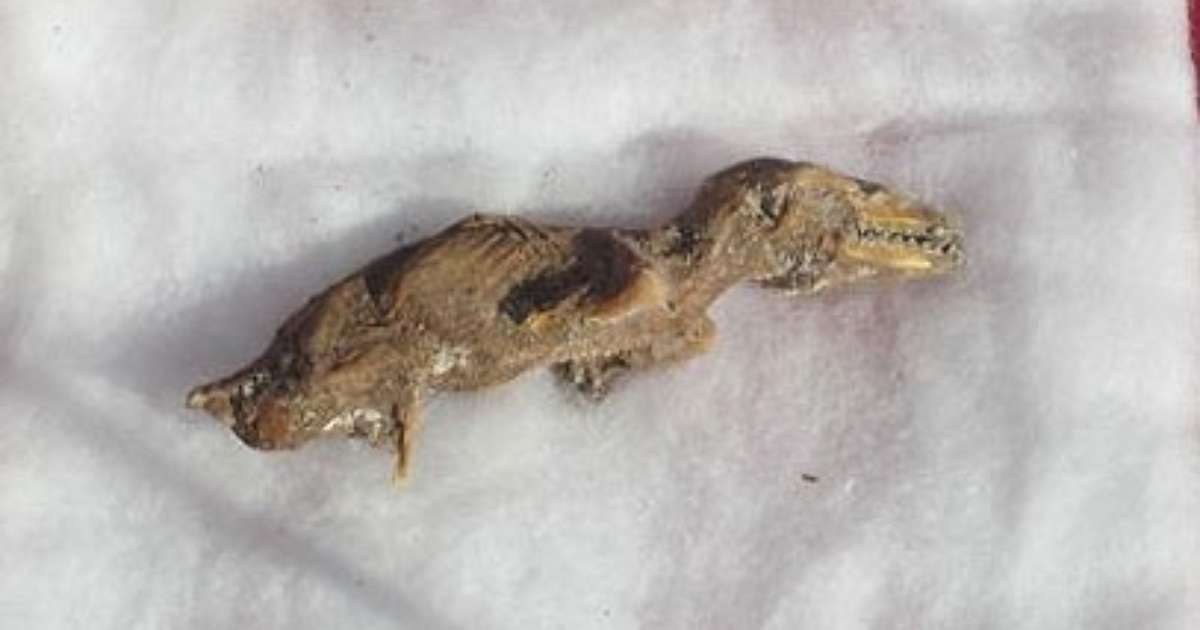 Identificado réptil que viveu há 65 milhões de anos no Brasil