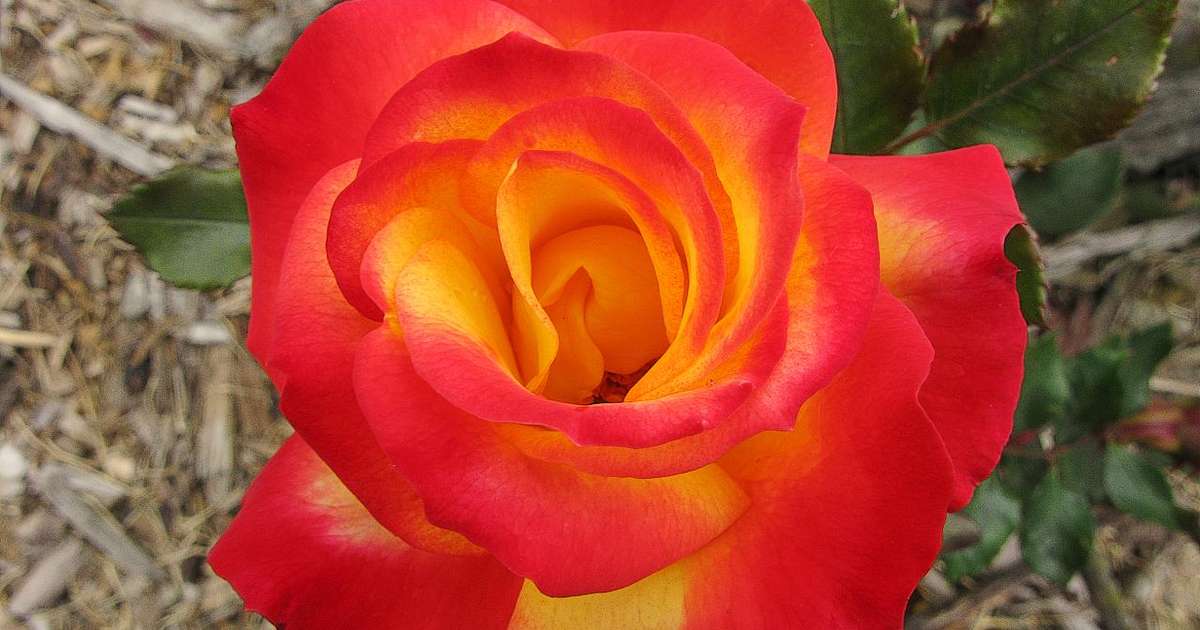 Jardim Botânico de Bogotá tem as rosas mais bonitas do mundo