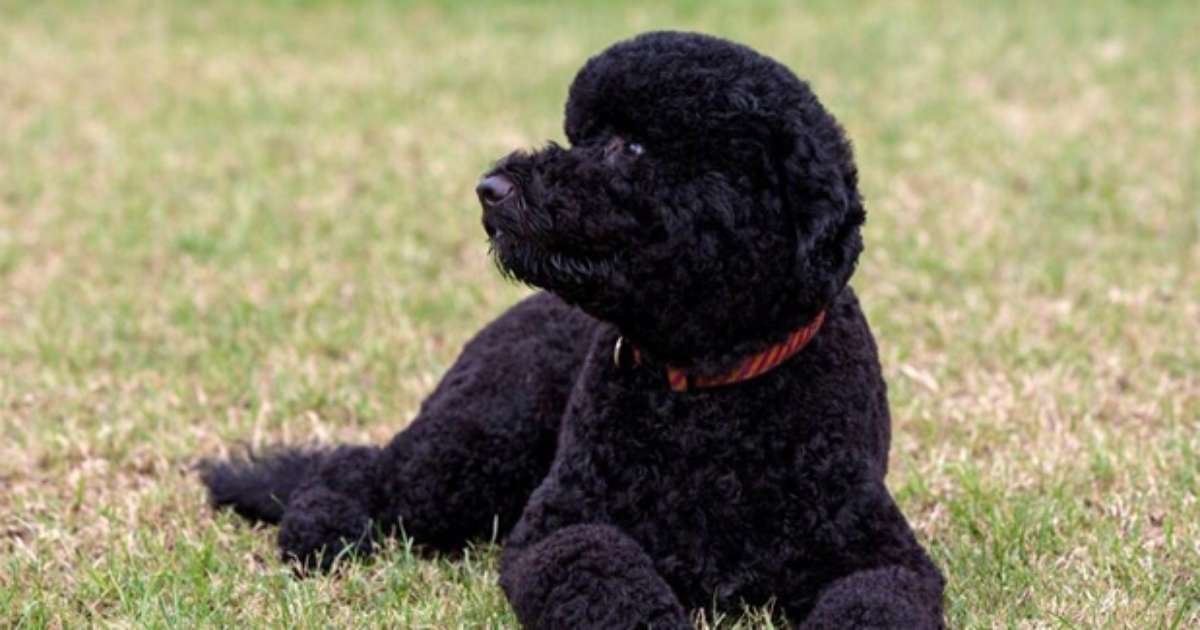 Obama apresenta novo cachorro da família na Casa Branca
