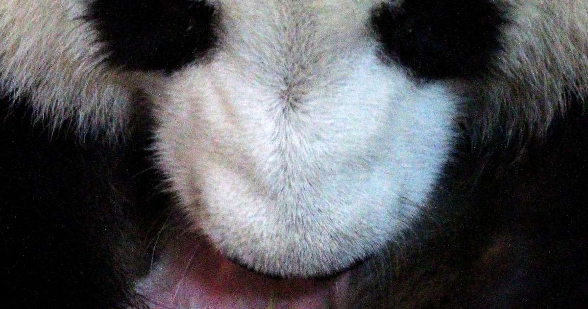 Filhote de panda gigante nasce em zoo de Madri