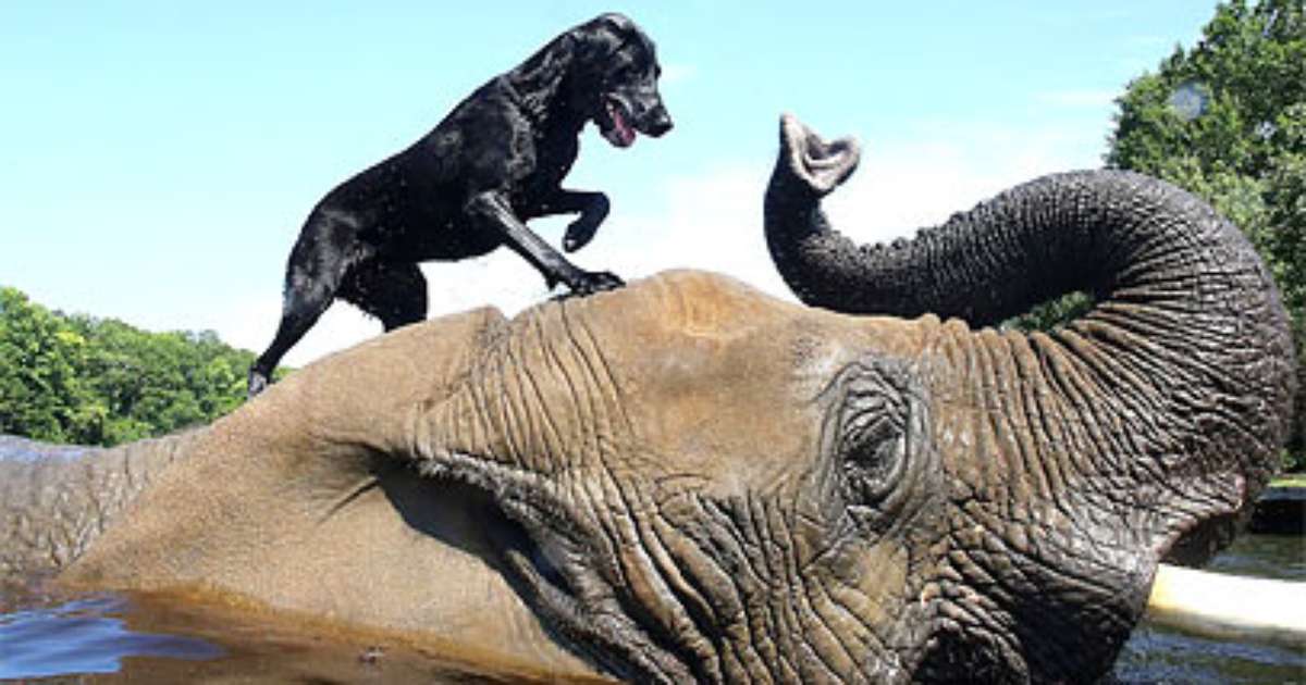 Elefante órfão brinca jogando bola para labrador na Califórnia