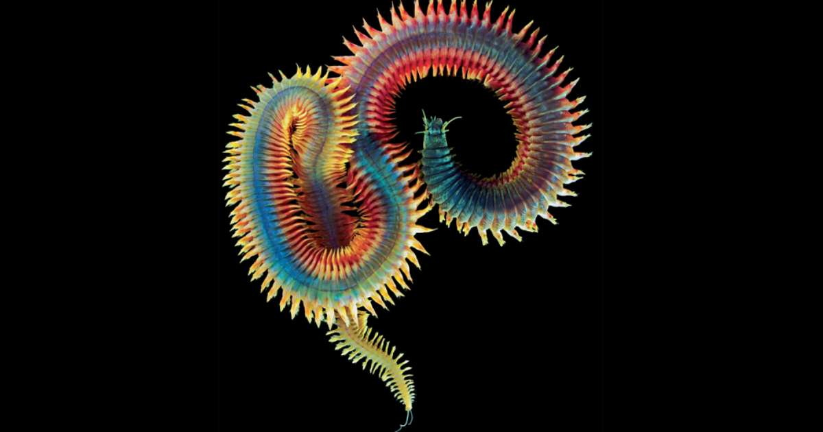 Vespas, medusas e vermes: livro mostra retratos de animais 'esquecidos'