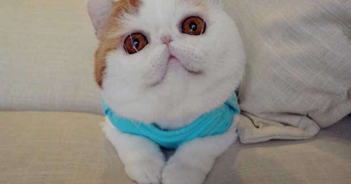 Vídeo de gato que late faz sucesso na internet