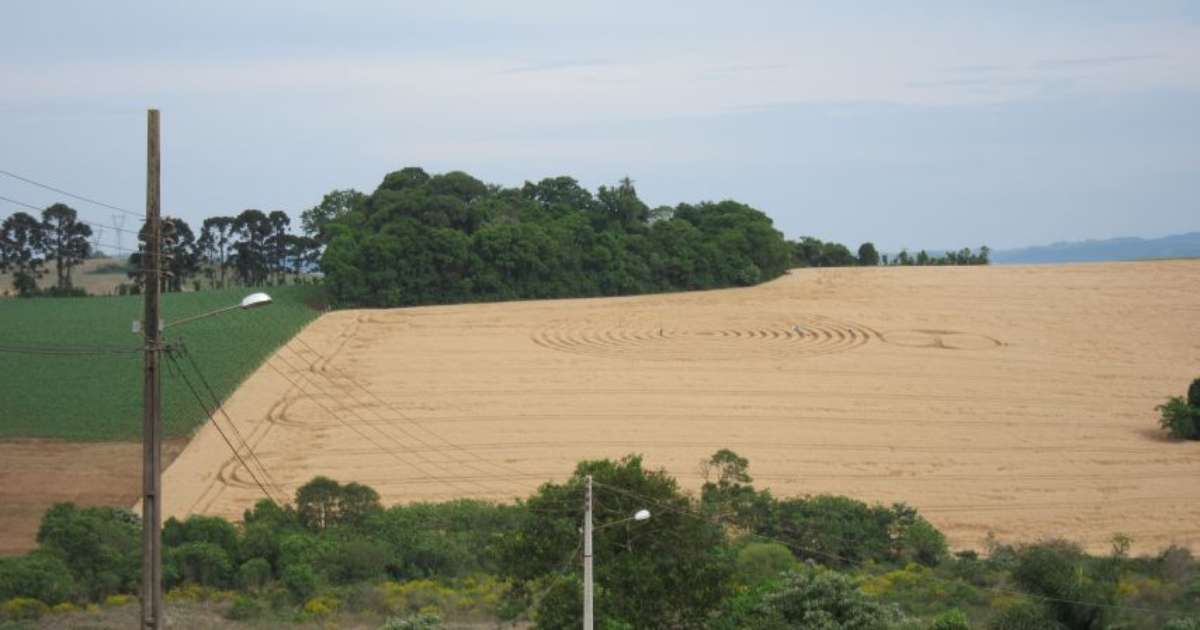vc repórter: pelo 6º ano, sinais aparecem em plantações de trigo em SC