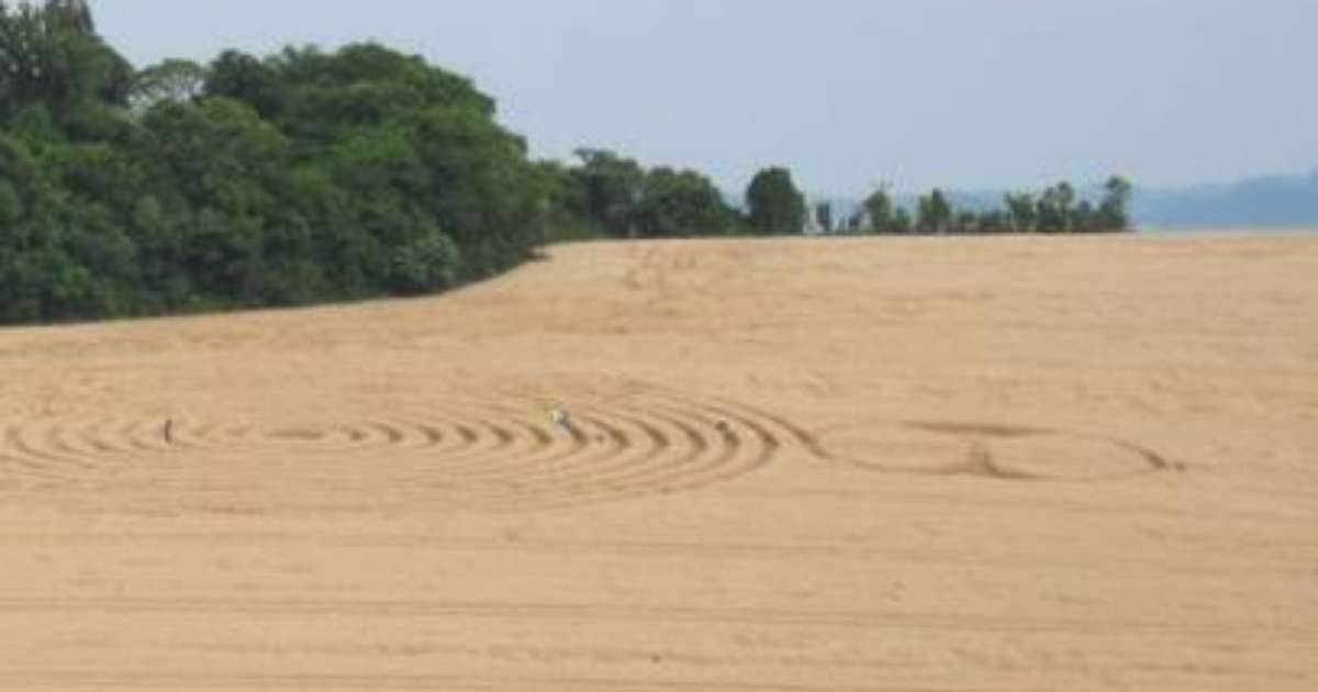 vc repórter: pelo 6º ano, sinais aparecem em plantações de trigo em SC