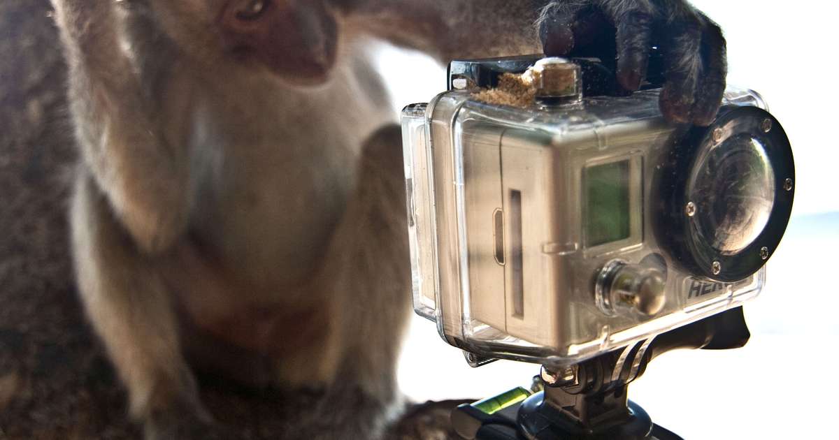 Olha o macaquinho! Animal rouba câmera e faz autorretrato na Tailândia