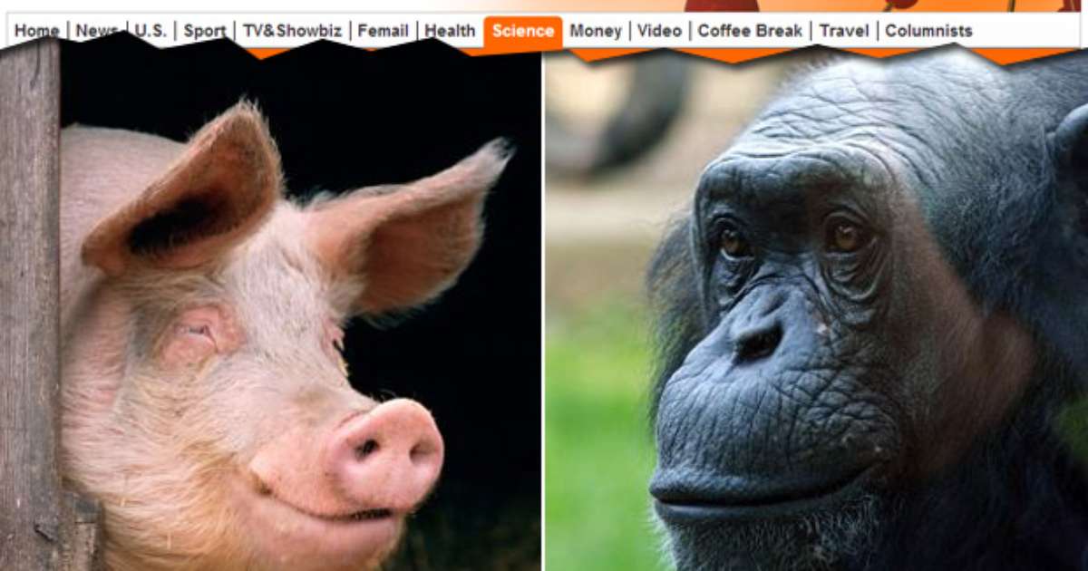 Humanos são fruto de acasalamento entre chimpanzé e porco, diz geneticista