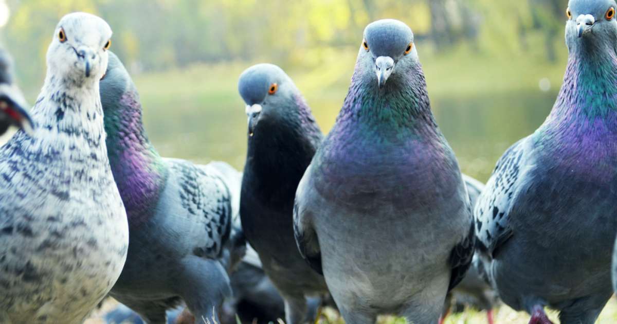 Pombas podem contaminar água e ar da casa; veja como evitar