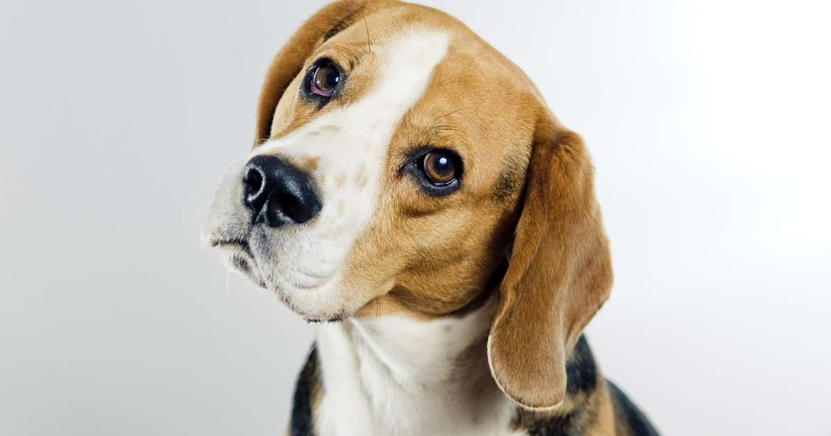 Quer ter um beagle? Descubra se a raça combina com seu estilo de vida