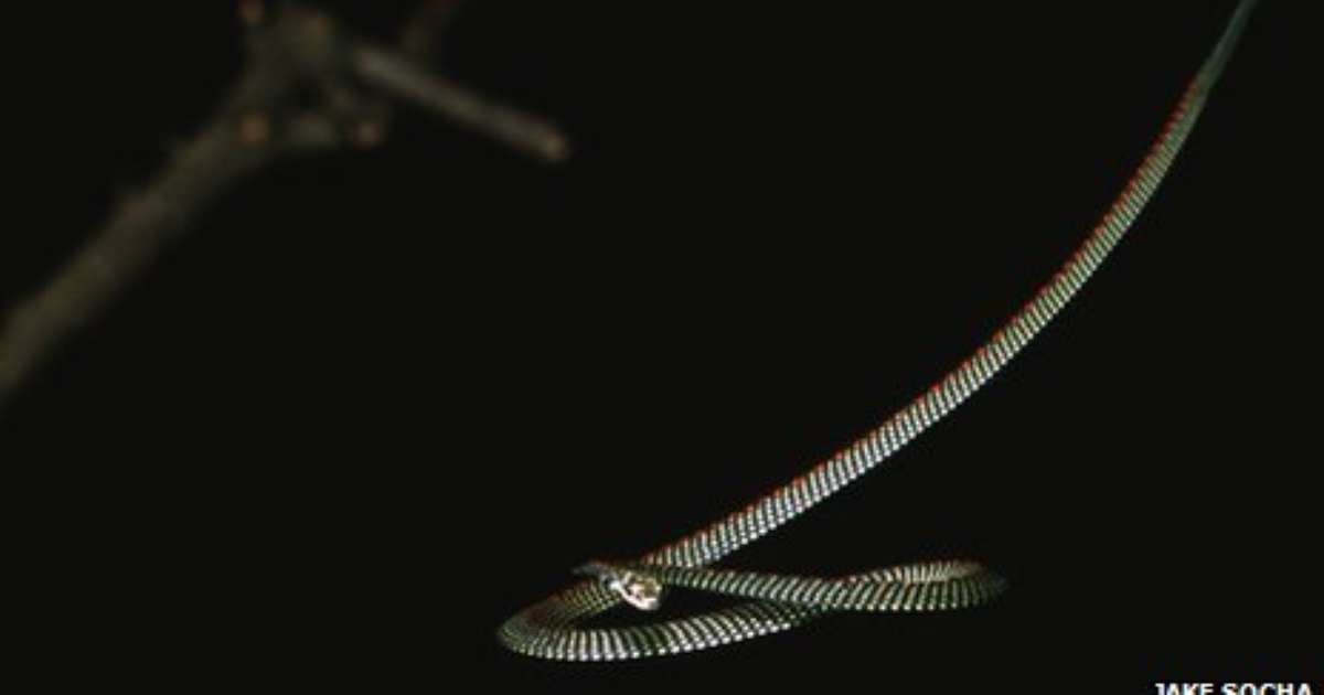Cientistas revelam segredos de 'cobras voadoras'